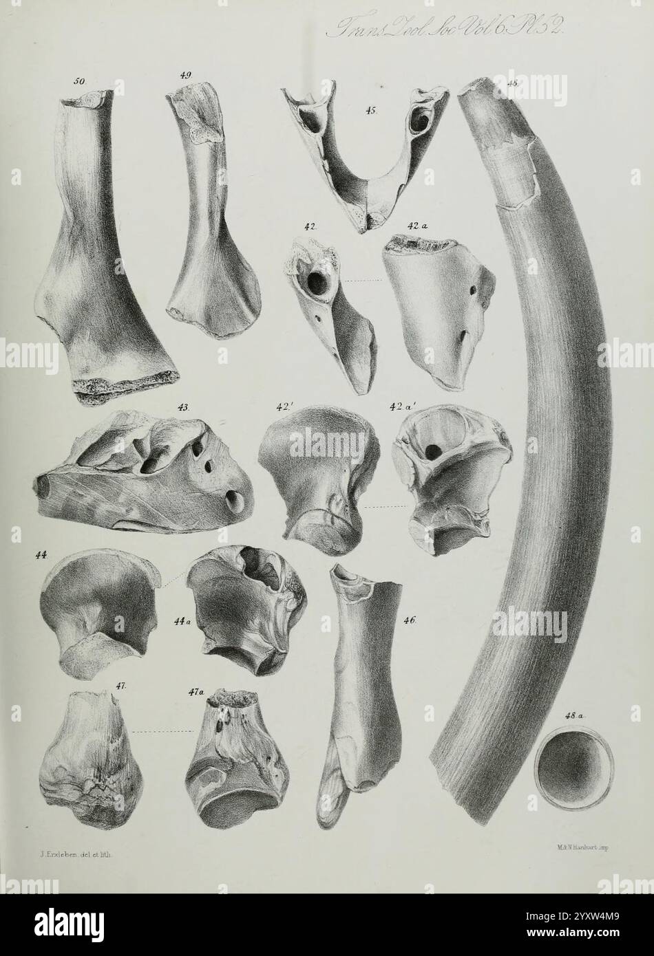 Showcasing several skeletal structures hi-res stock photography and ...