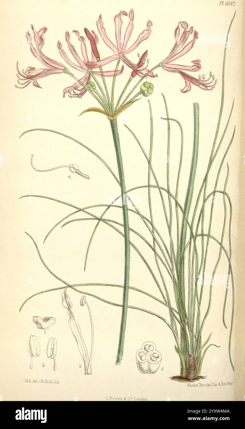 Science matilda smith nerine filifolia taxonomy hi-res stock ...