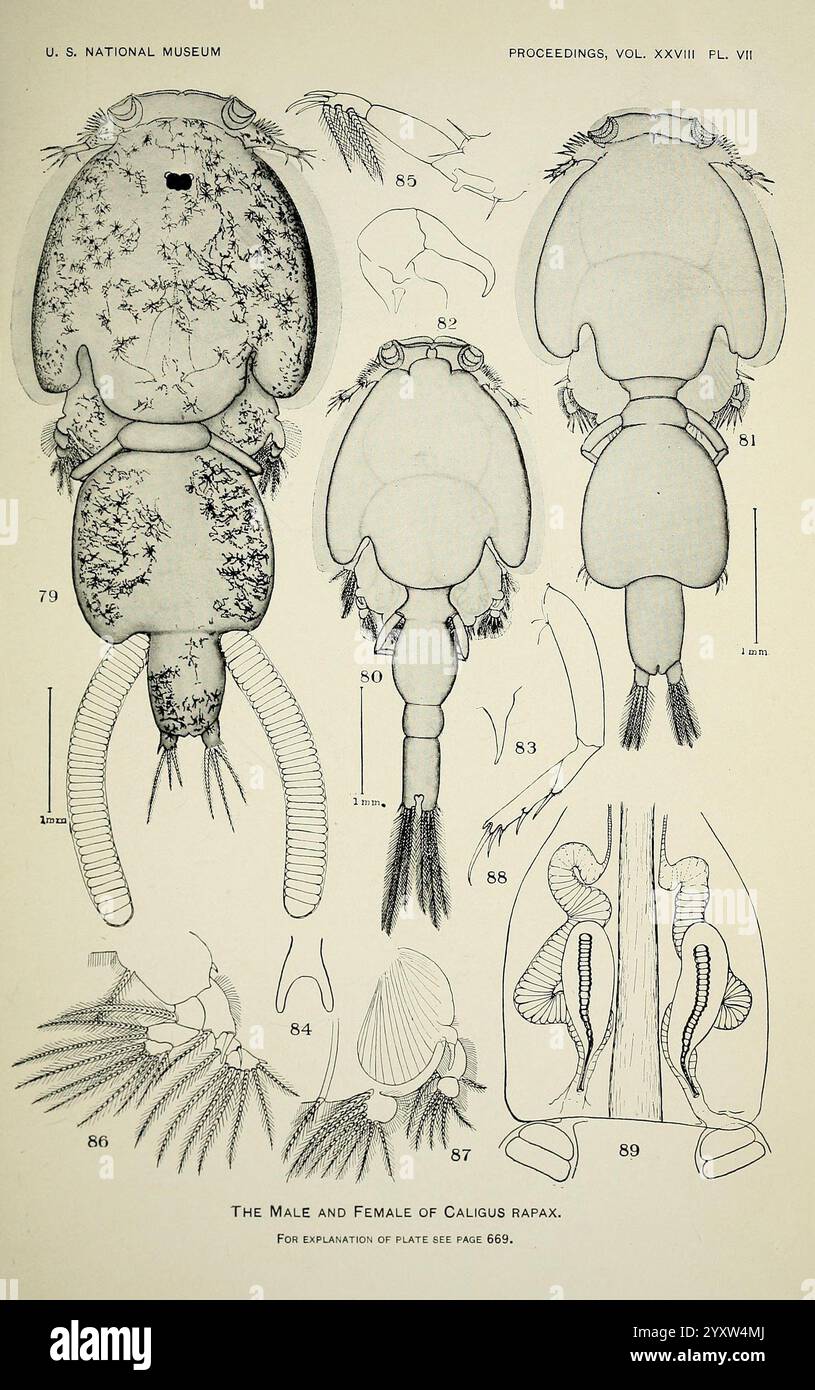 Highlighting morphological differences hi-res stock photography and ...