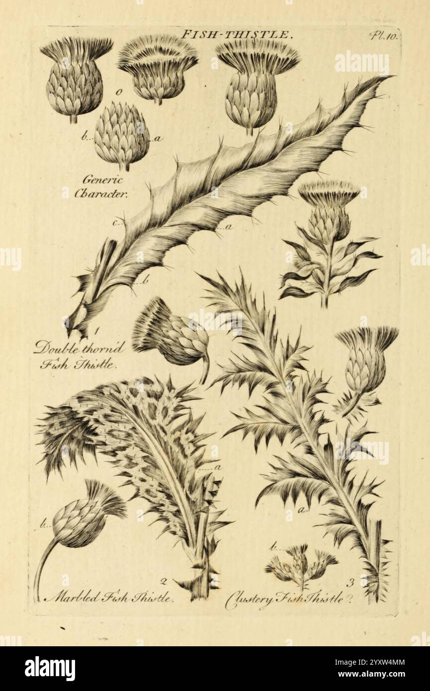 The Vegetable System, London, 1759-1763, Botany, Pictorial Works, The ...