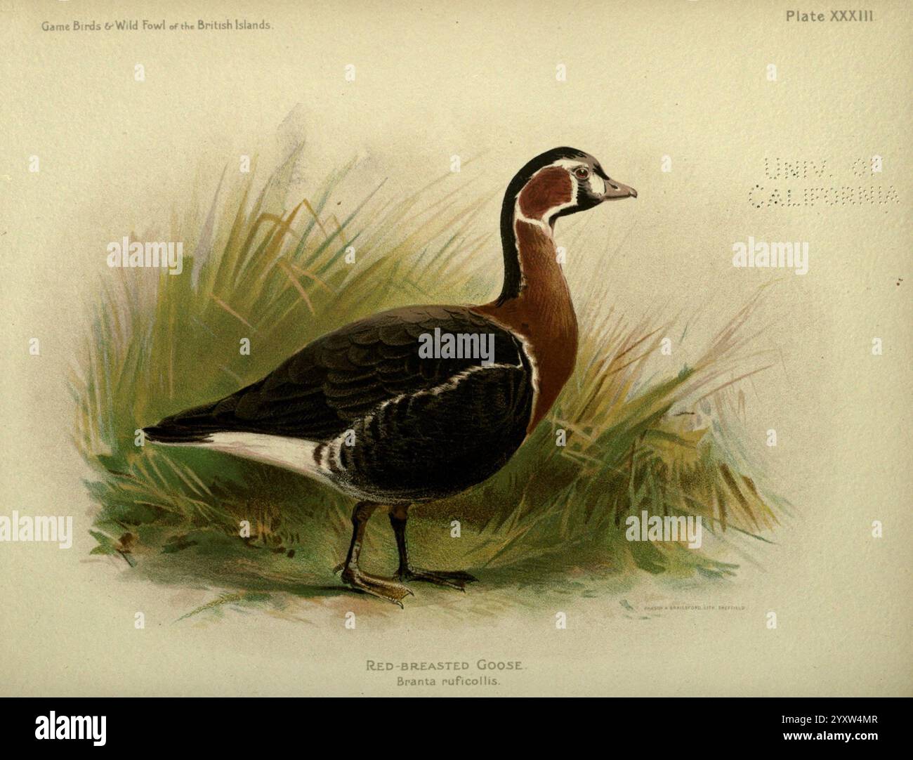 The Game Birds and Wild Fowl of the British Islands Sheffield, Pawson ...