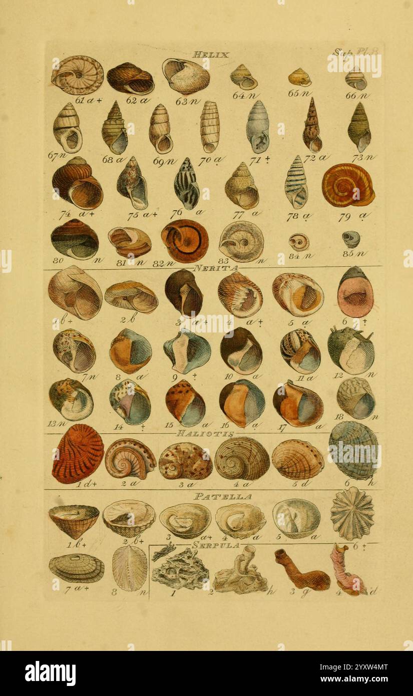 Top half features multiple species hi-res stock photography and images ...