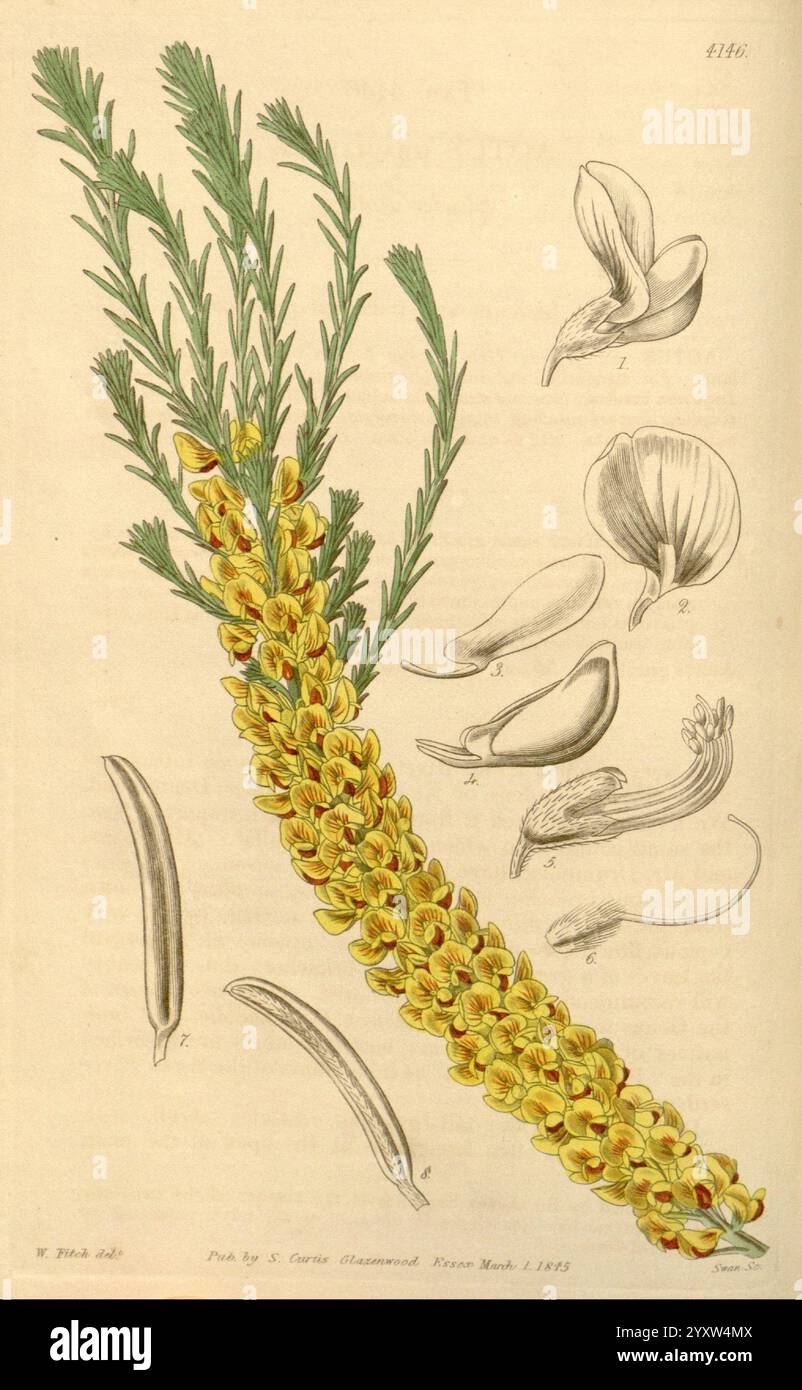 Plants ornamental curtis aotus gracillima walter hood fitch aust hi-res ...