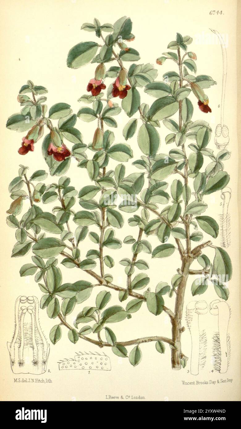 Shrub exhibits hi-res stock photography and images - Alamy