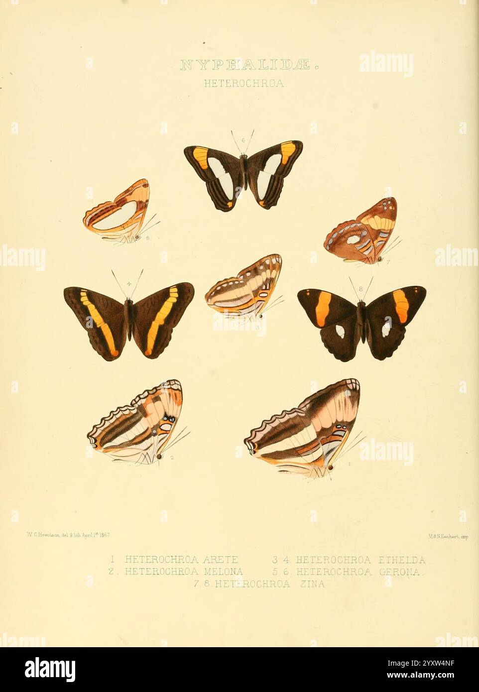Features four butterflies hi-res stock photography and images - Alamy