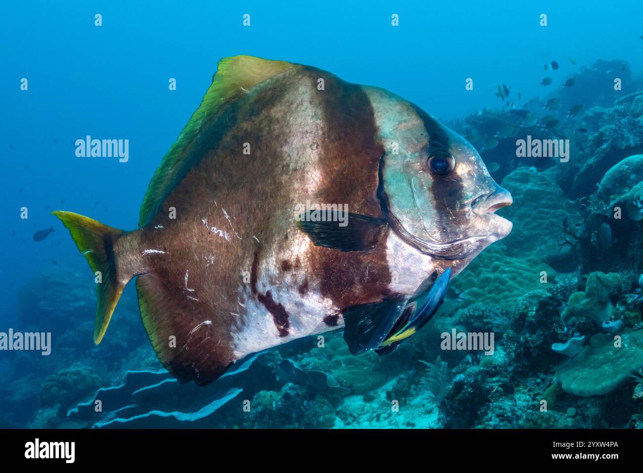 pinnate batfish, Platax pinnatus, at a cleaning station, Raja Ampat ...