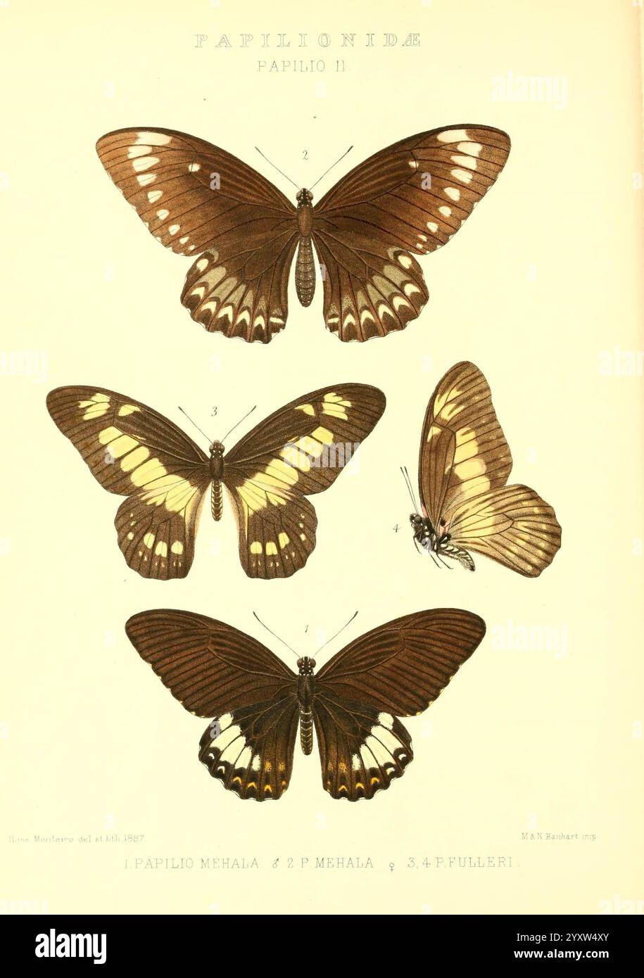 Featuring unique wing patterns hi-res stock photography and images - Alamy