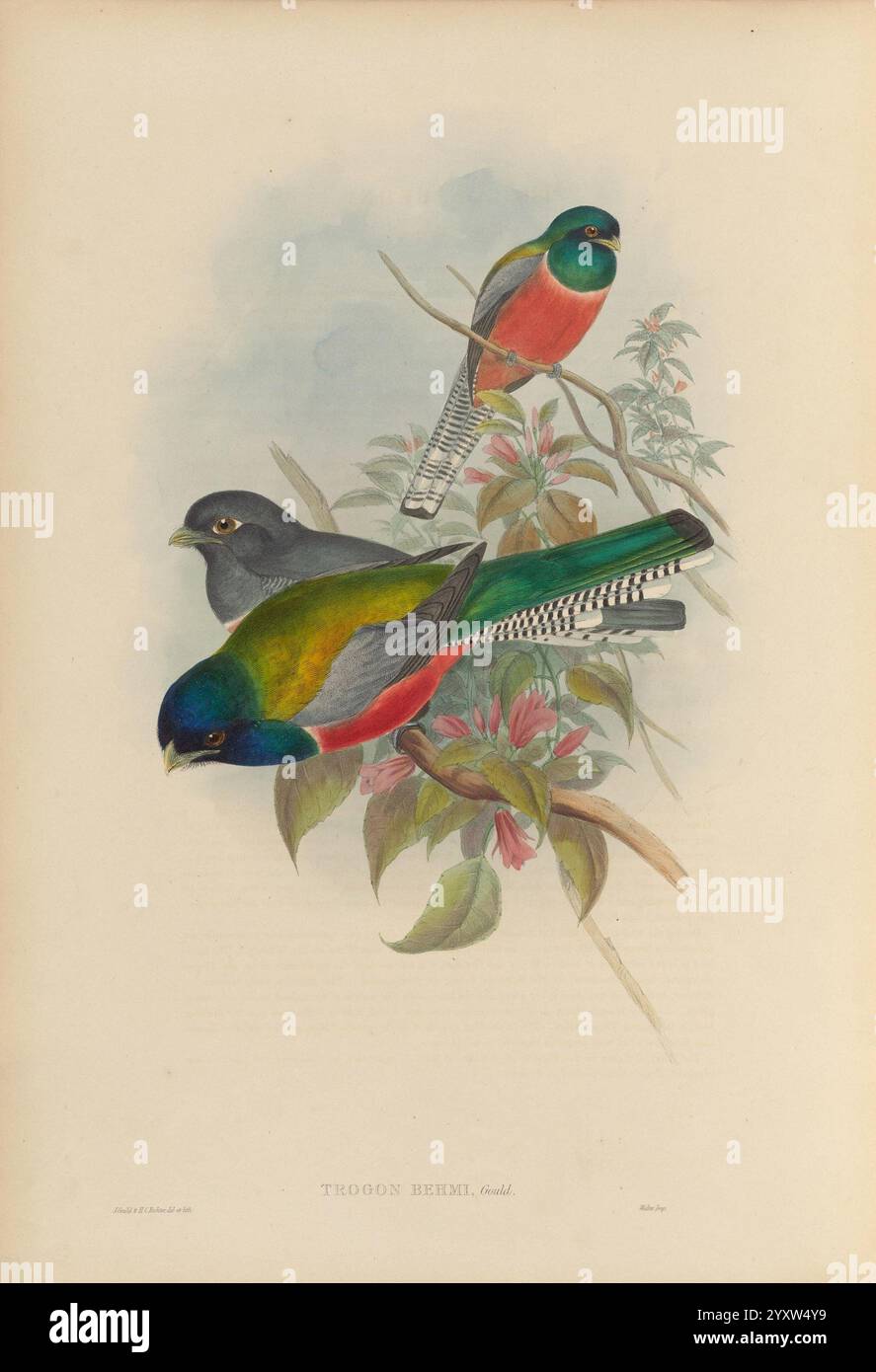 A monograph of the Trogonidae or family of trogons. London, 1858-1875 ...