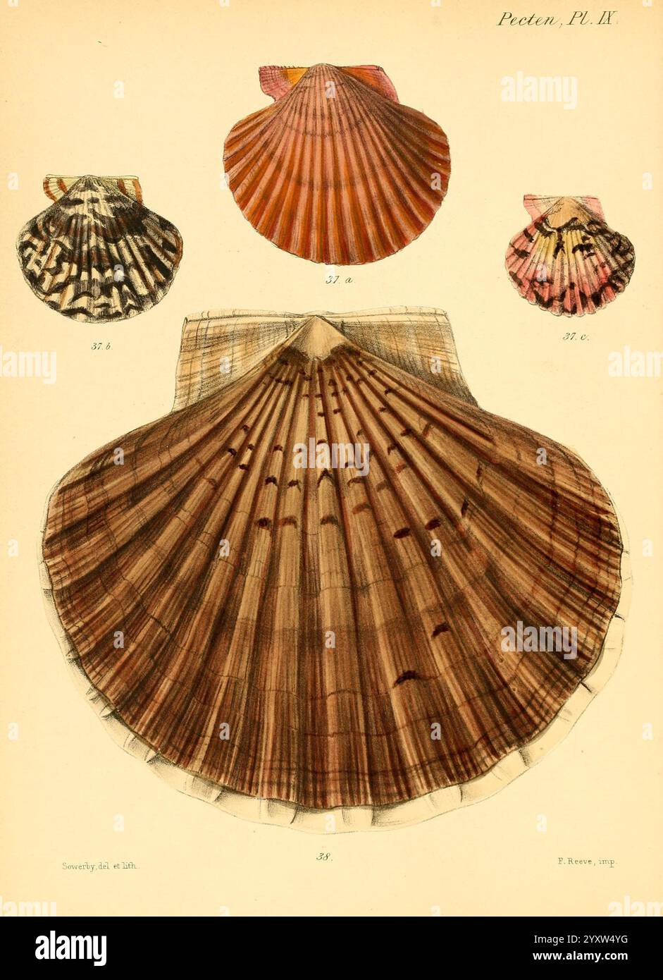 Fan shaped brush hi-res stock photography and images - Alamy