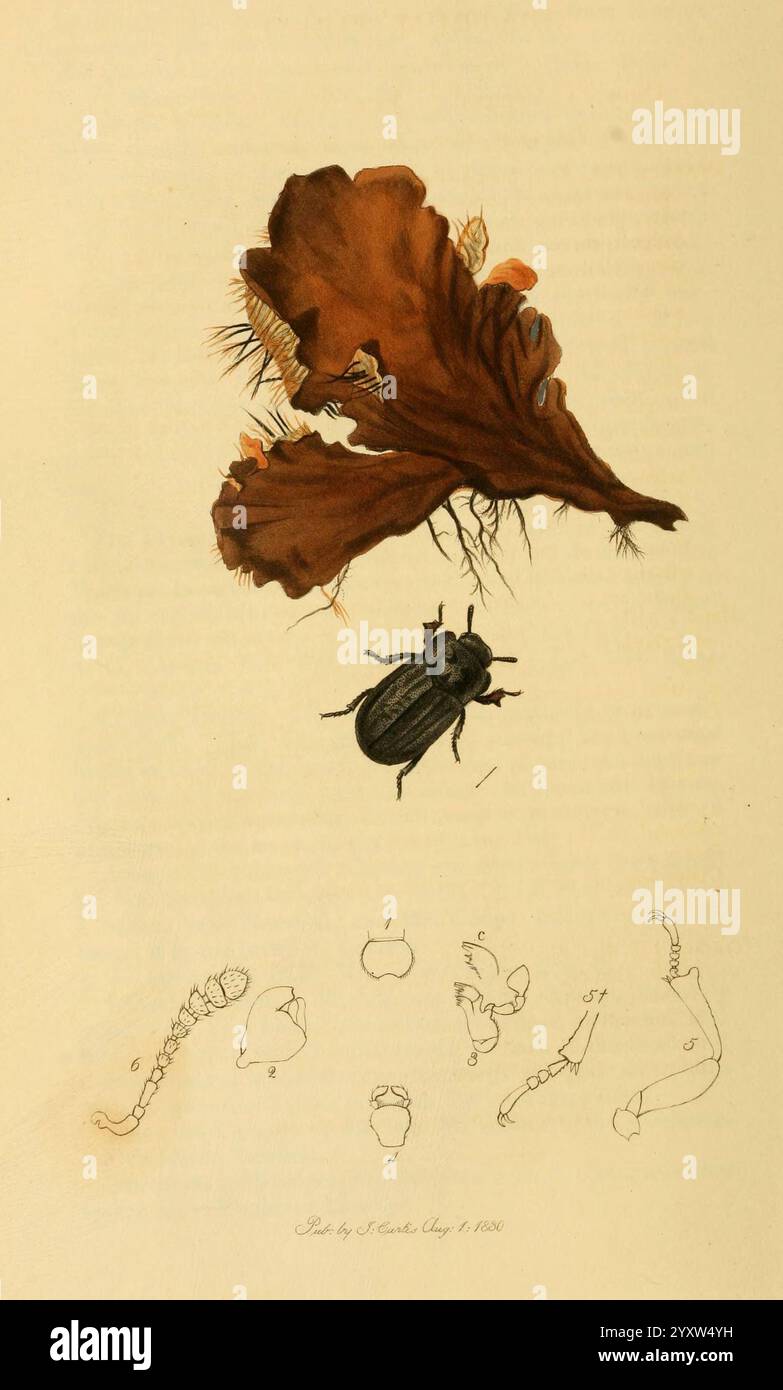 British entomology, v.2, London, Printed for the author 1823-40, botany ...