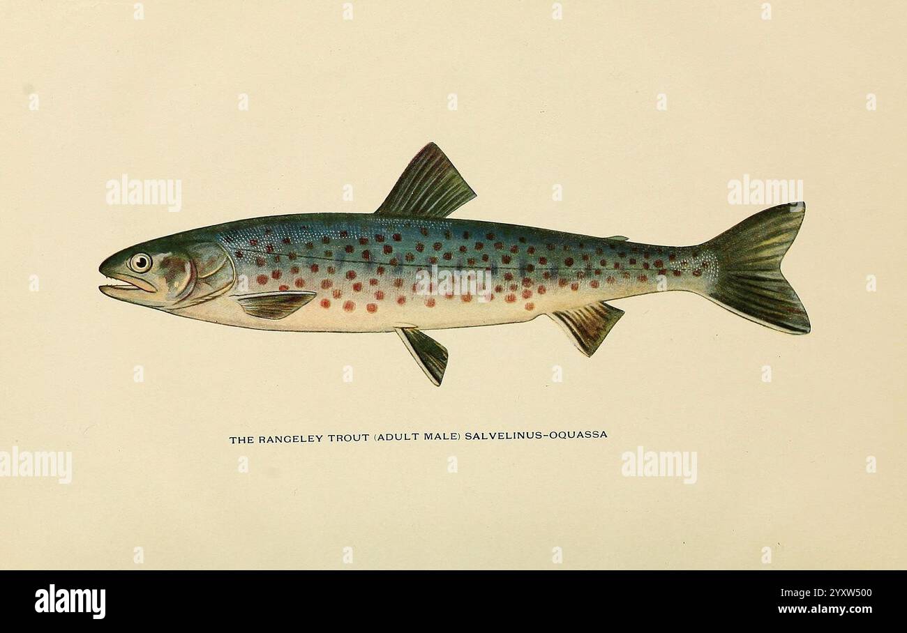 Trout Fly-fishing In America New York E. P. Dutton & Company 1914 Tully ...