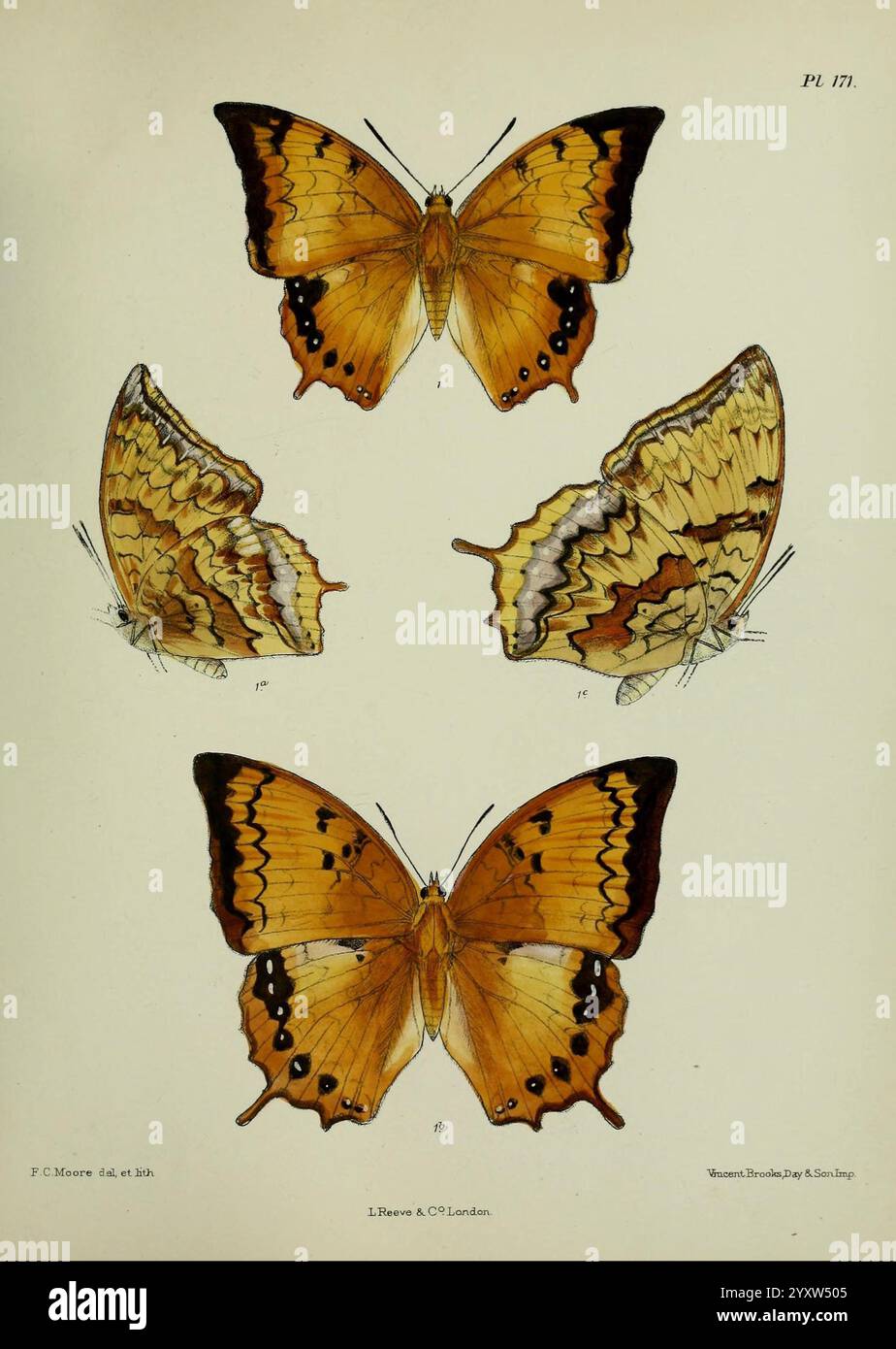 Illustration showcases three beautifully detailed butterflies hi-res ...