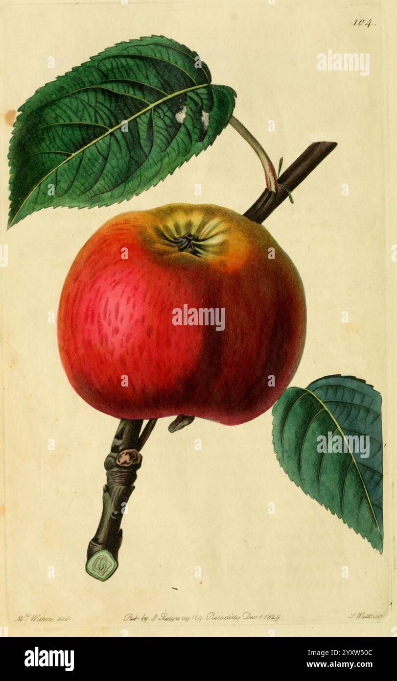 Apples surface showcases hi-res stock photography and images - Alamy