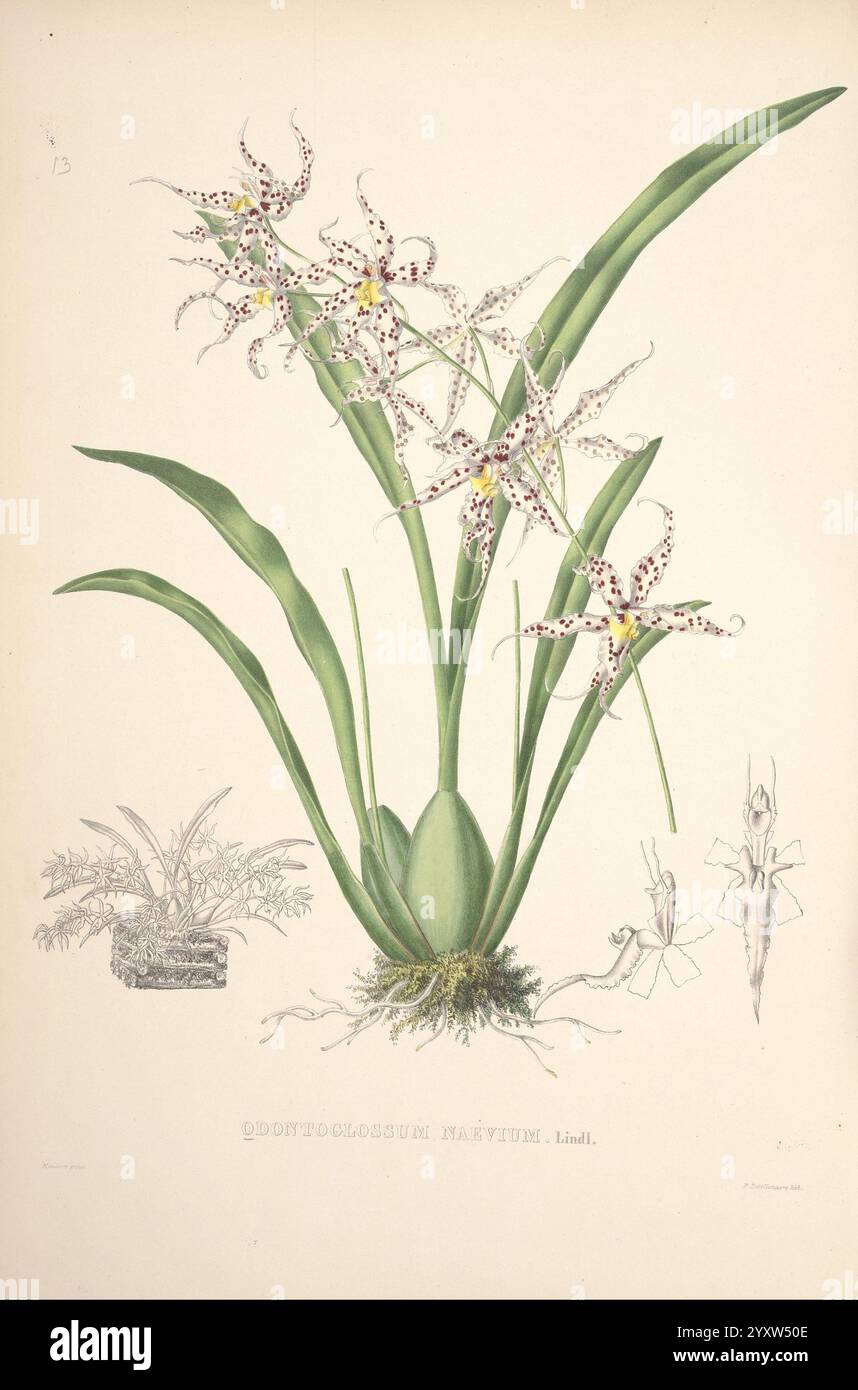 Botanical study captures hi-res stock photography and images - Alamy