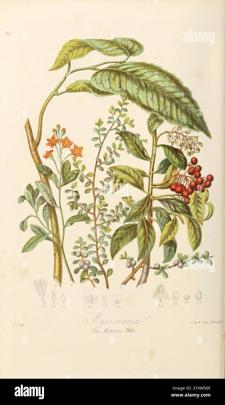 Illustrations of the Natural Orders of Plants with Groups and ...