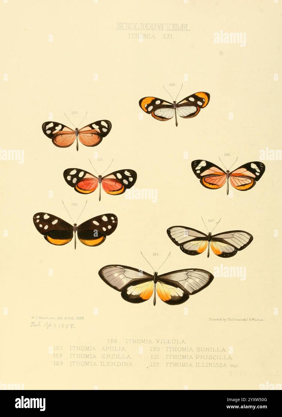 Illustrations, of, new, species, of, exotic, butterflies, London, John ...