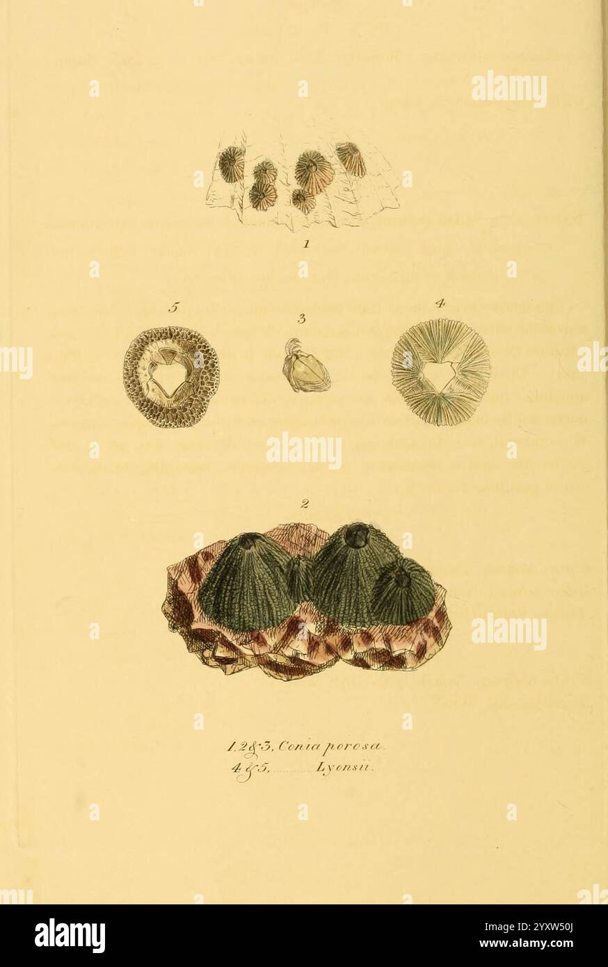 Various shell specimens labeled hi-res stock photography and images - Alamy