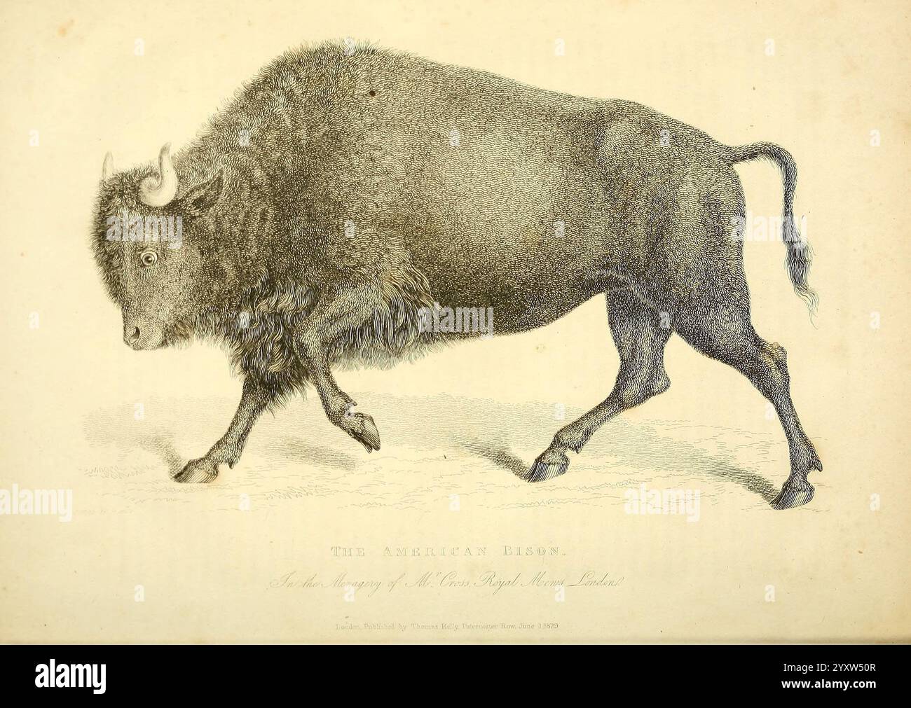 American bison depicted hi-res stock photography and images - Alamy