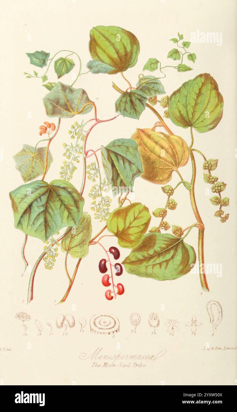 Detailed botanic illustration showcases hi-res stock photography and ...