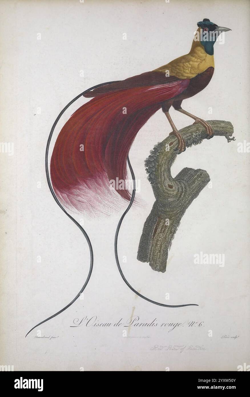 Birds magnificent form hi-res stock photography and images - Alamy