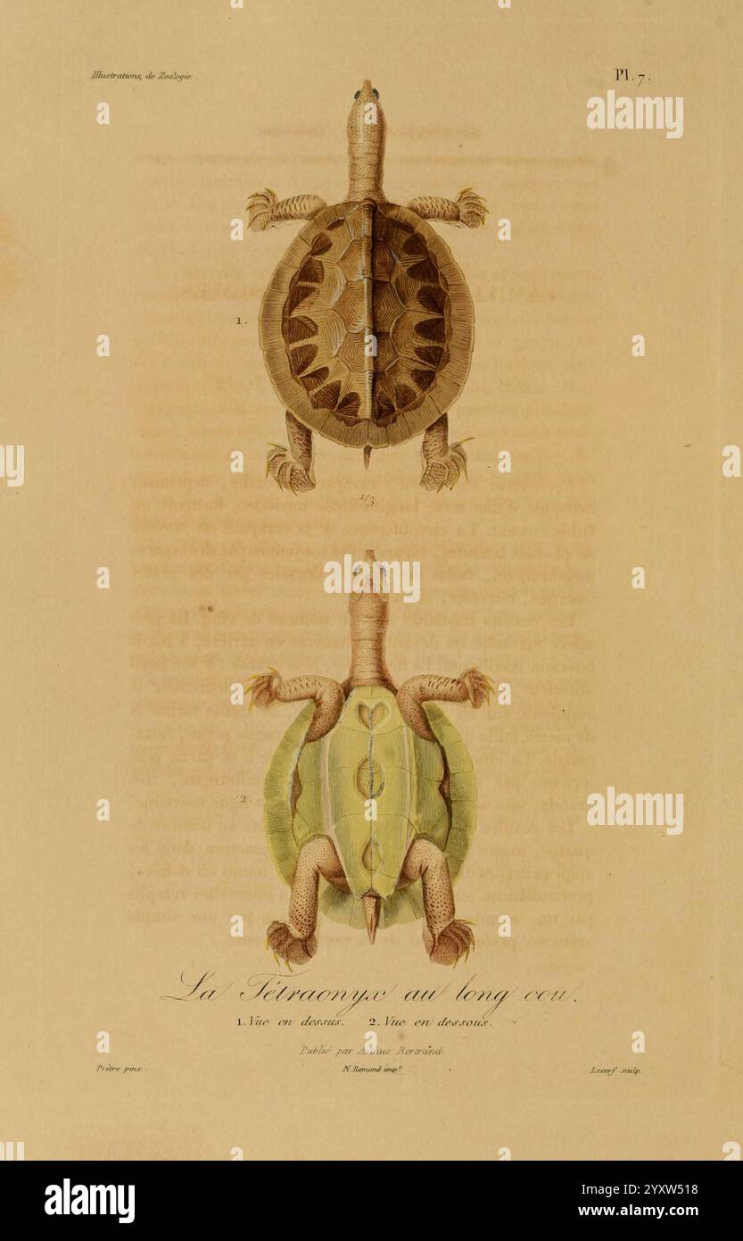 Top turtle features hi-res stock photography and images - Alamy