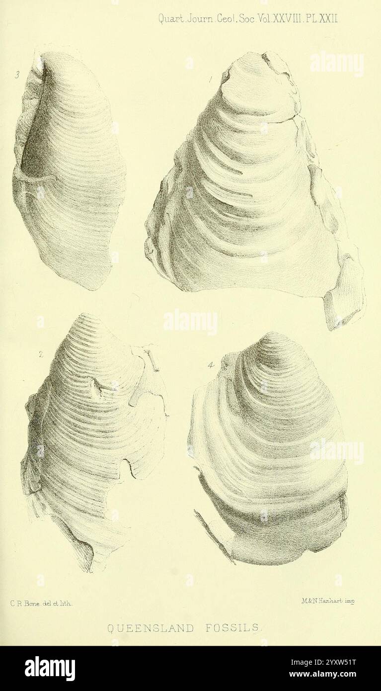 Illustration displays four different examples hi-res stock photography ...