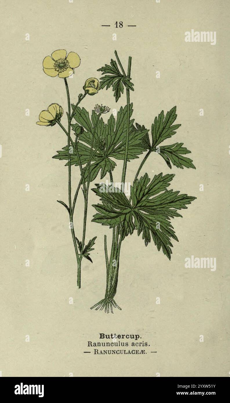 Yellow Flower Identification Names Yellow Wildflower Guide