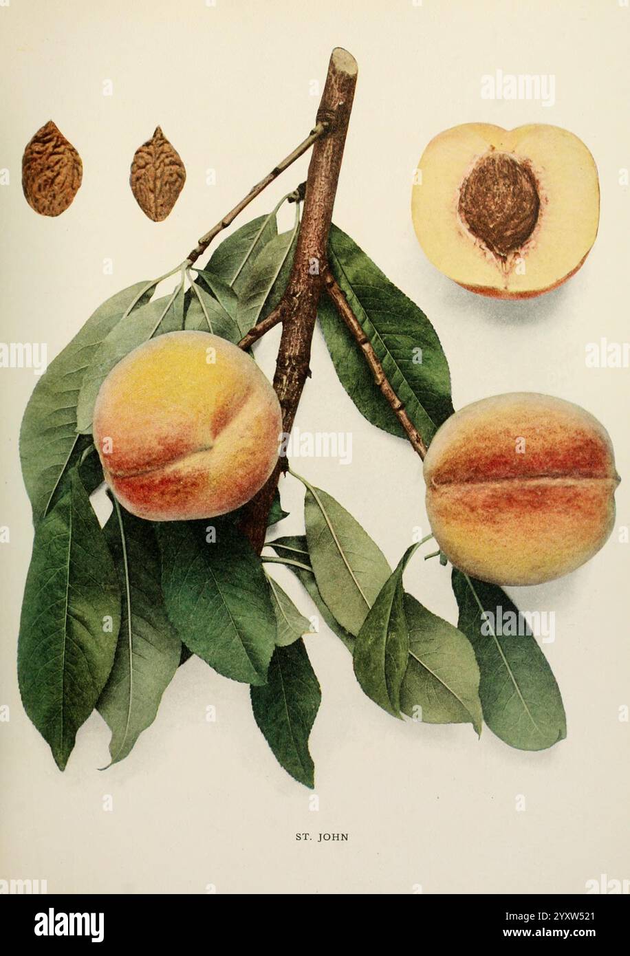 Faint label indicating hi-res stock photography and images - Alamy