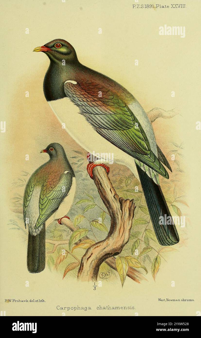 Two carpophaga chaotensis hi-res stock photography and images - Alamy