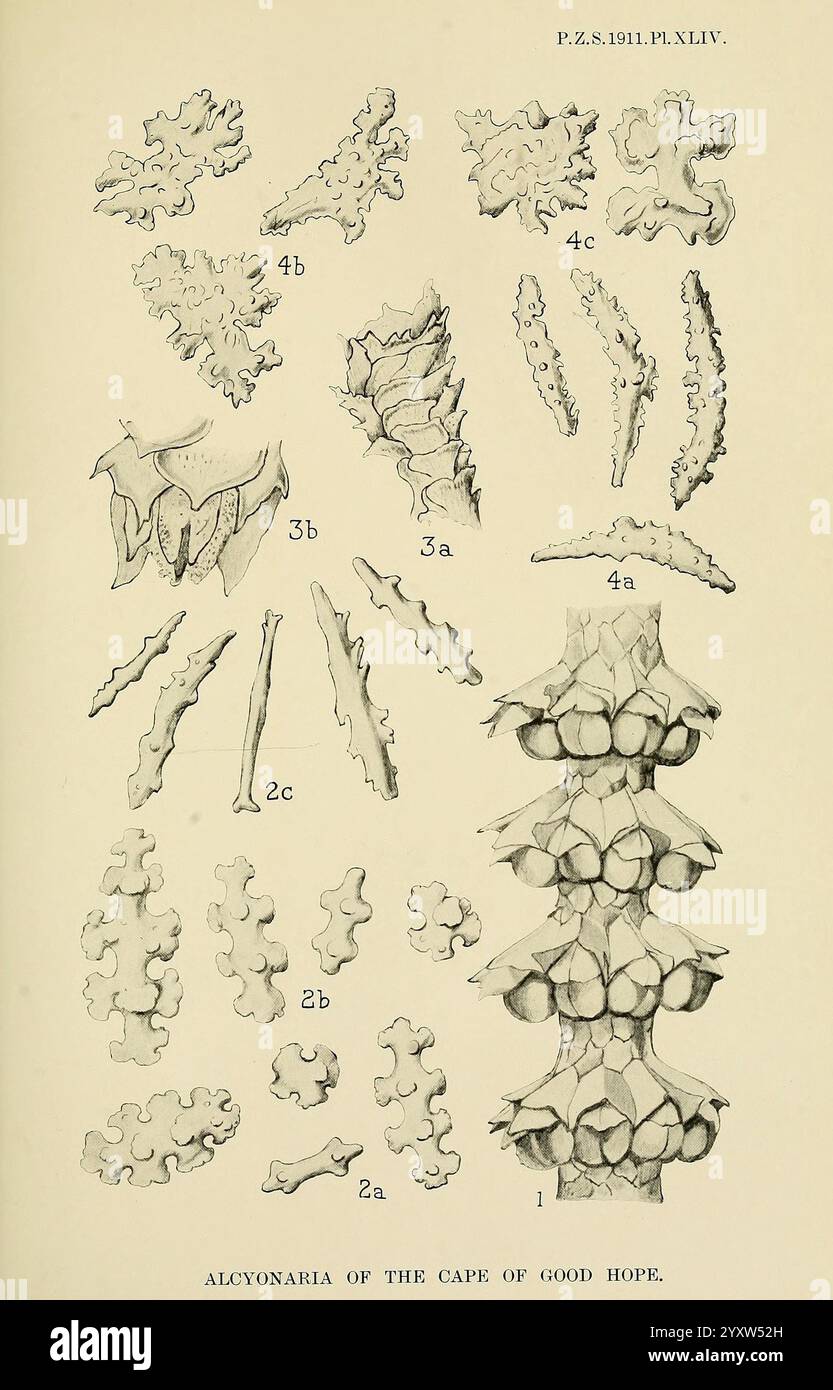 Labeled Section Displays Distinct Morphological Characteristics Hi Res