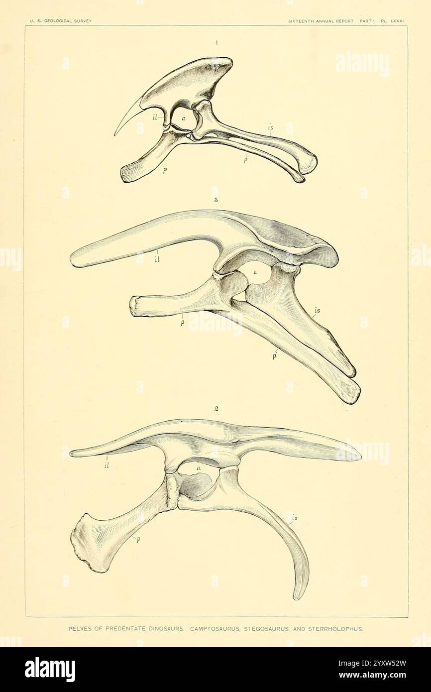 Detailed annotations of various morphological features hi-res stock ...