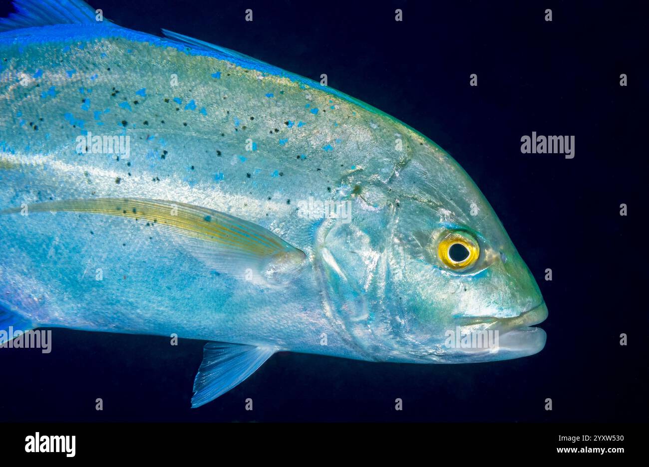 bluefin trevally, Caranx melampygus, Viti Levu, Fiji, South Pacific ...