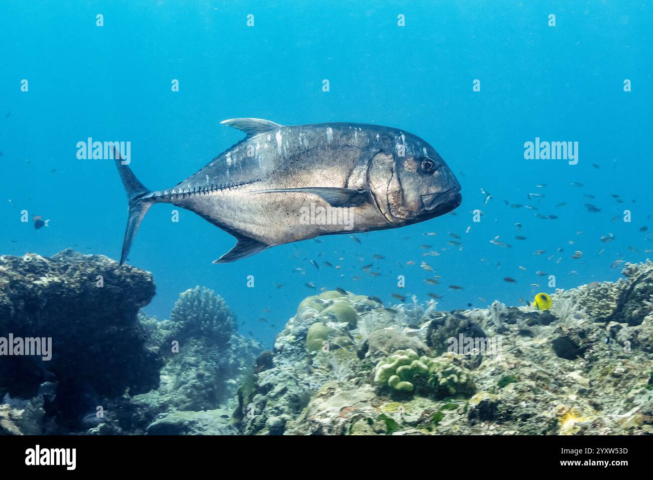 giant trevally, Caranx ignobilis, Raja Ampat, West Papua, Indonesia ...