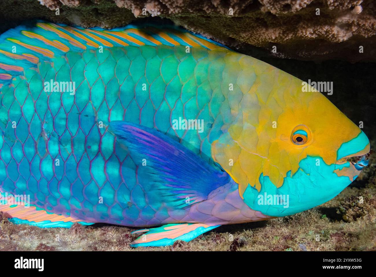 Pacific daisy parrotfish hi-res stock photography and images - Alamy
