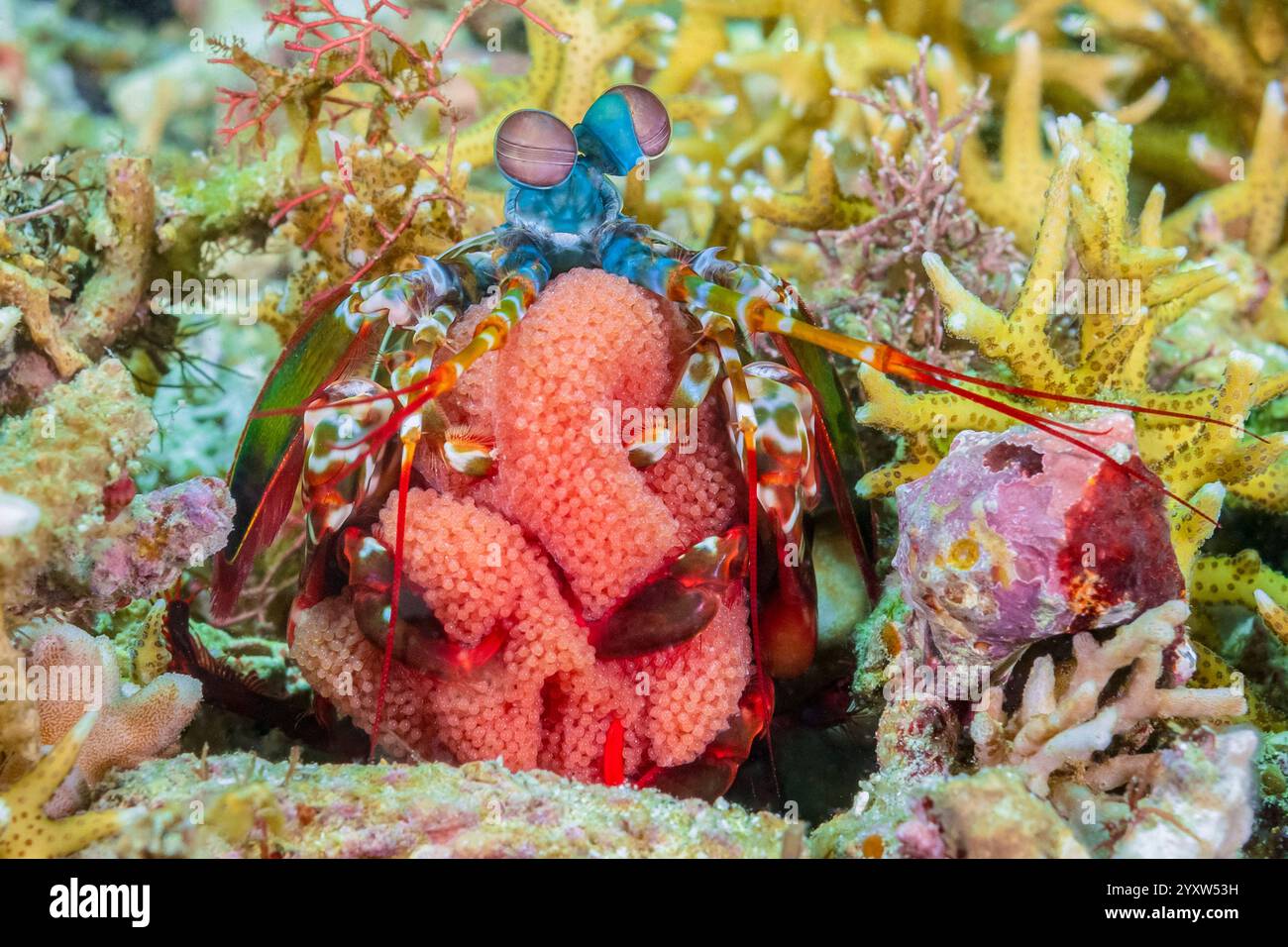 peacock mantis shrimp, Odontodactylus scyllarus, aka harlequin mantis ...