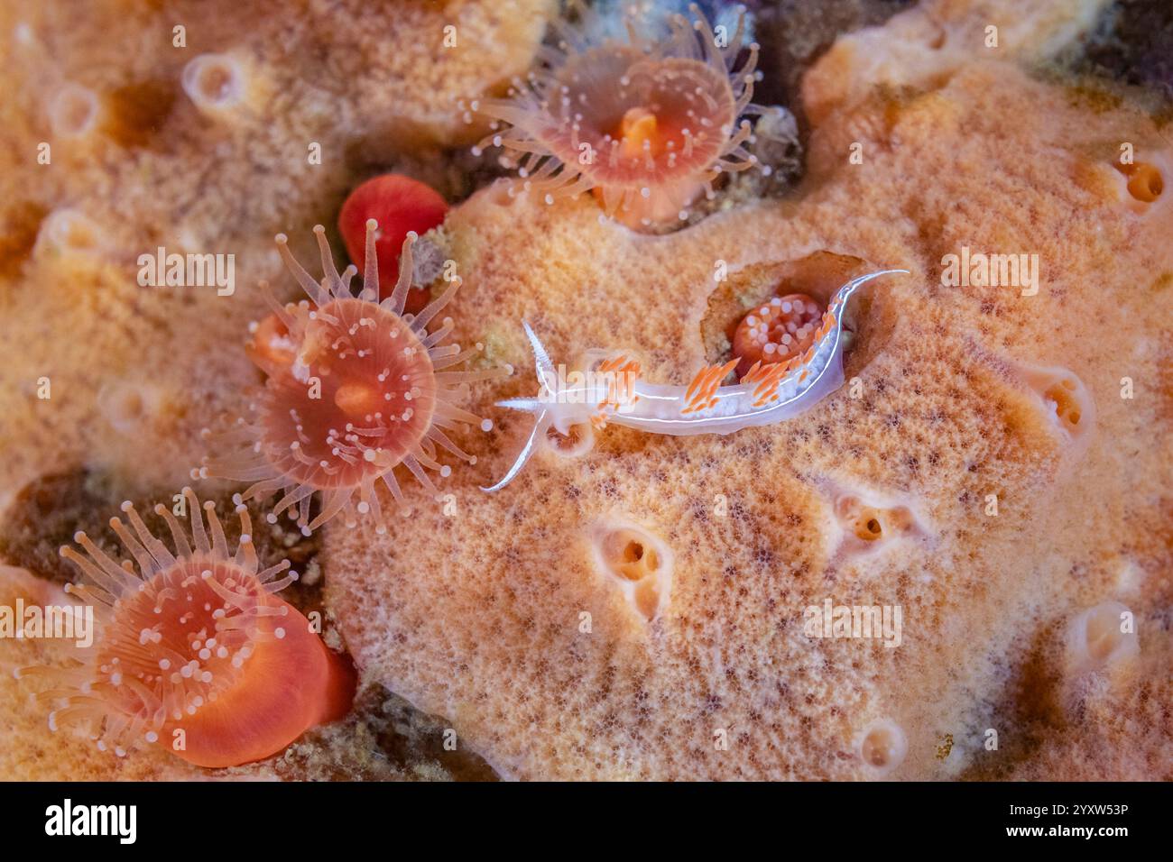 Three lined nudibranch hi-res stock photography and images - Alamy