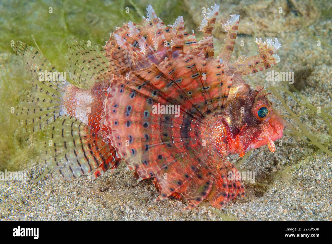 shortfin lionfish, dwarf lionfish, Dendrochirus brachypterus, Mabini ...