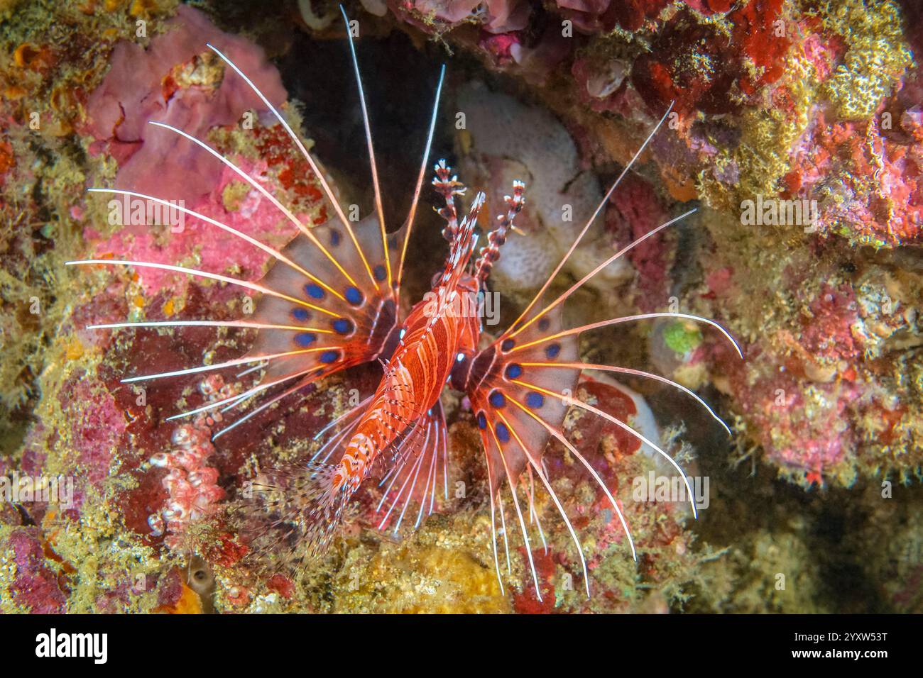 spotfin lionfish, Pterois antennata, Mabini, Batangas, Luzon Island ...