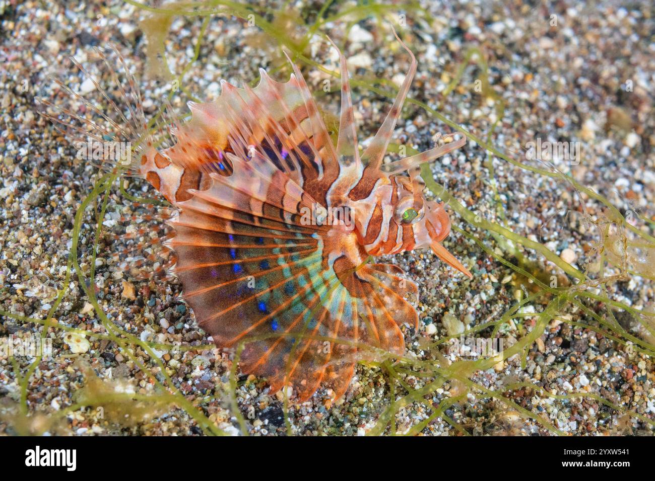 gurnard lionfish, Parapterois heterura, blackfoot firefish, blackfoot ...