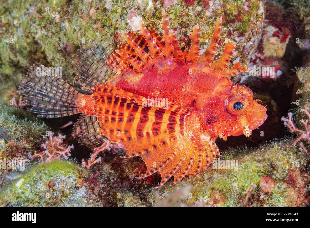 shortfin lionfish, dwarf lionfish, Dendrochirus brachypterus, Mabini ...