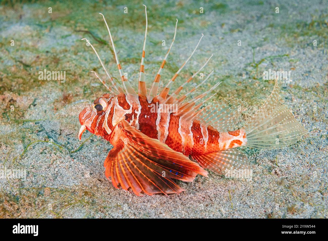 gurnard lionfish, Parapterois heterura, blackfoot firefish, blackfoot ...