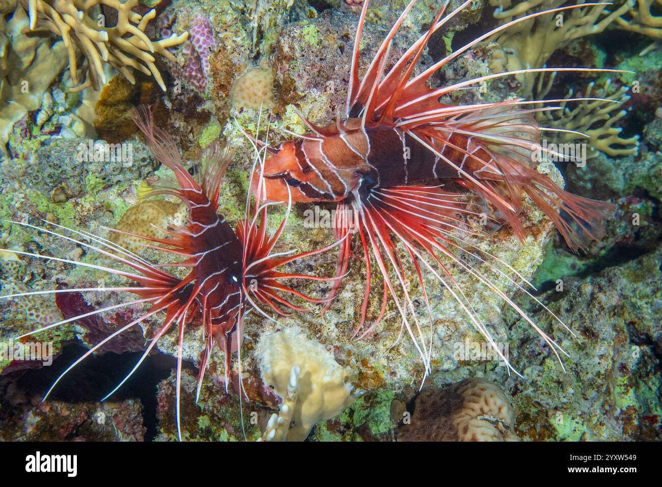 clearfin lionfish, Pterois radiata, Hurghada, Egypt, Red Sea, Indian ...