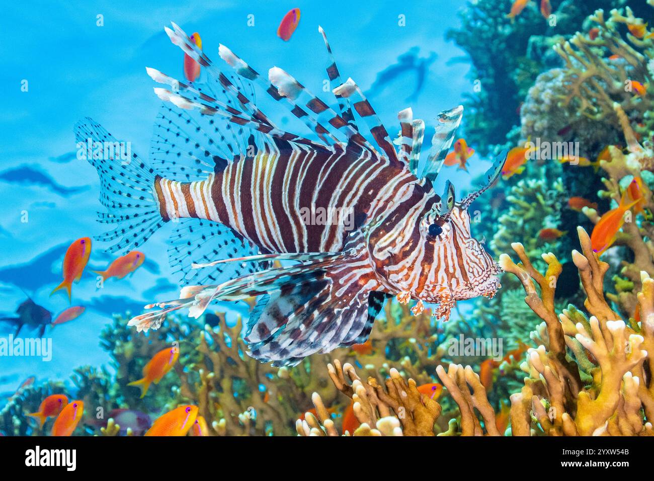 red lionfish, Pterois volitans, dichotomy fire coral, Millepora ...