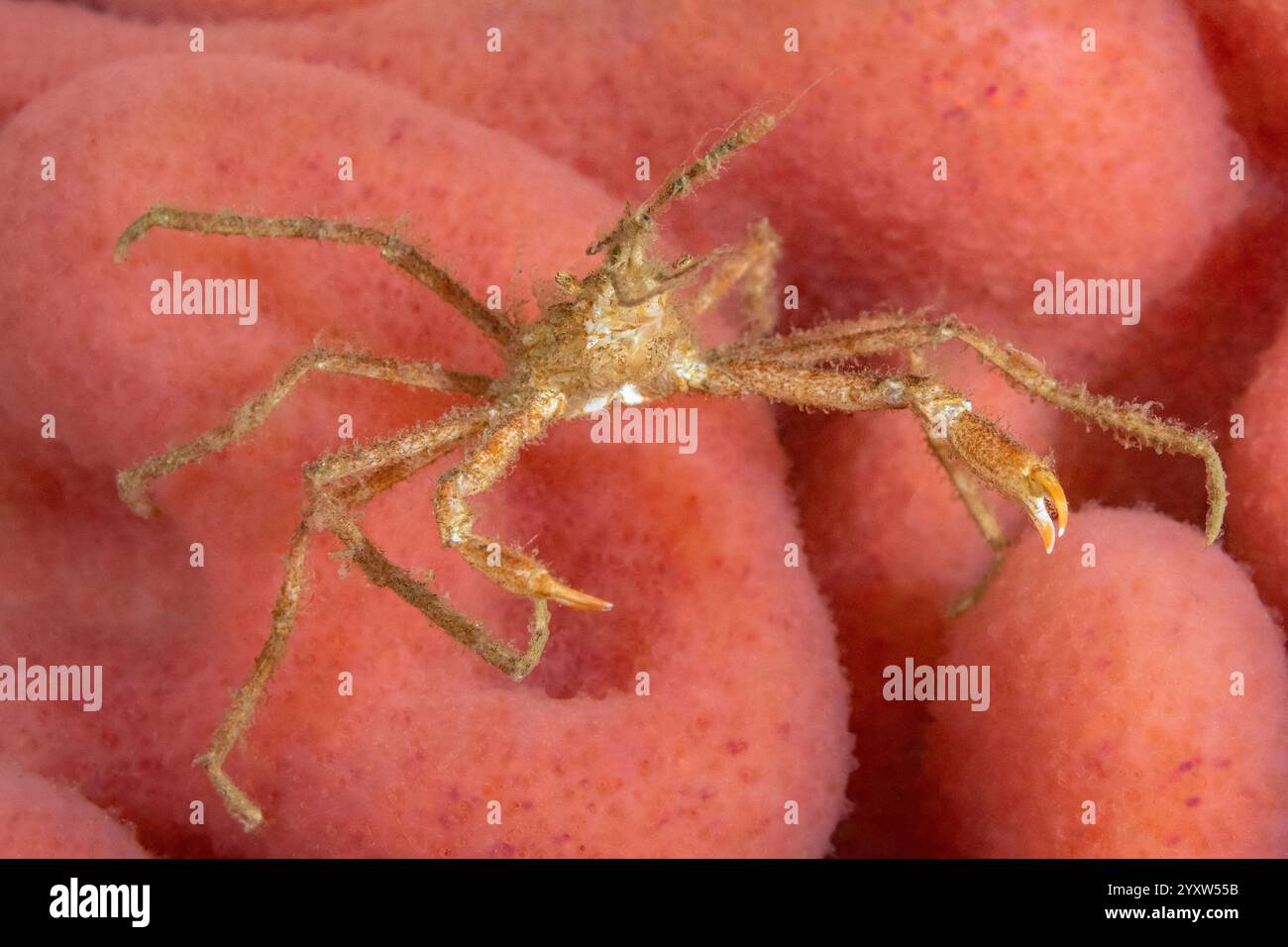 Fort casey state park hi-res stock photography and images - Alamy
