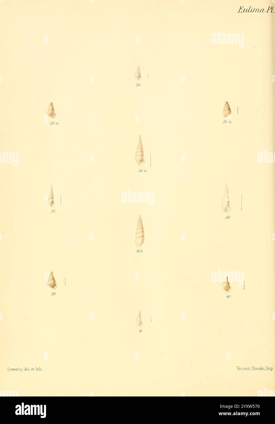 Shells feature distinct characteristics hi-res stock photography and ...