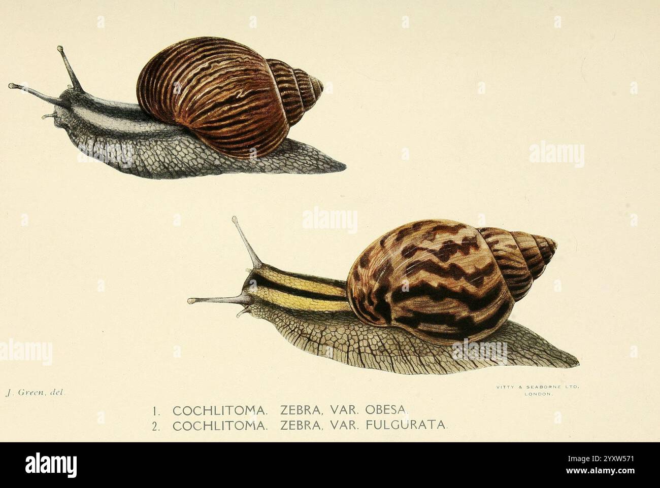 Snails belonging hi-res stock photography and images - Alamy