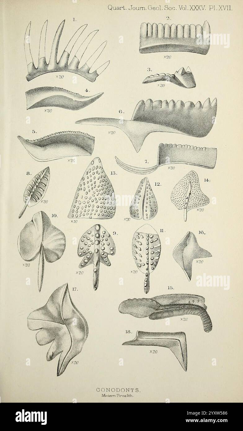 Varied morphology hi-res stock photography and images - Alamy