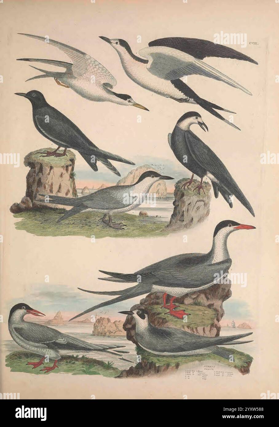 Illustrations of the American Ornithology of Alexander Wilson and ...