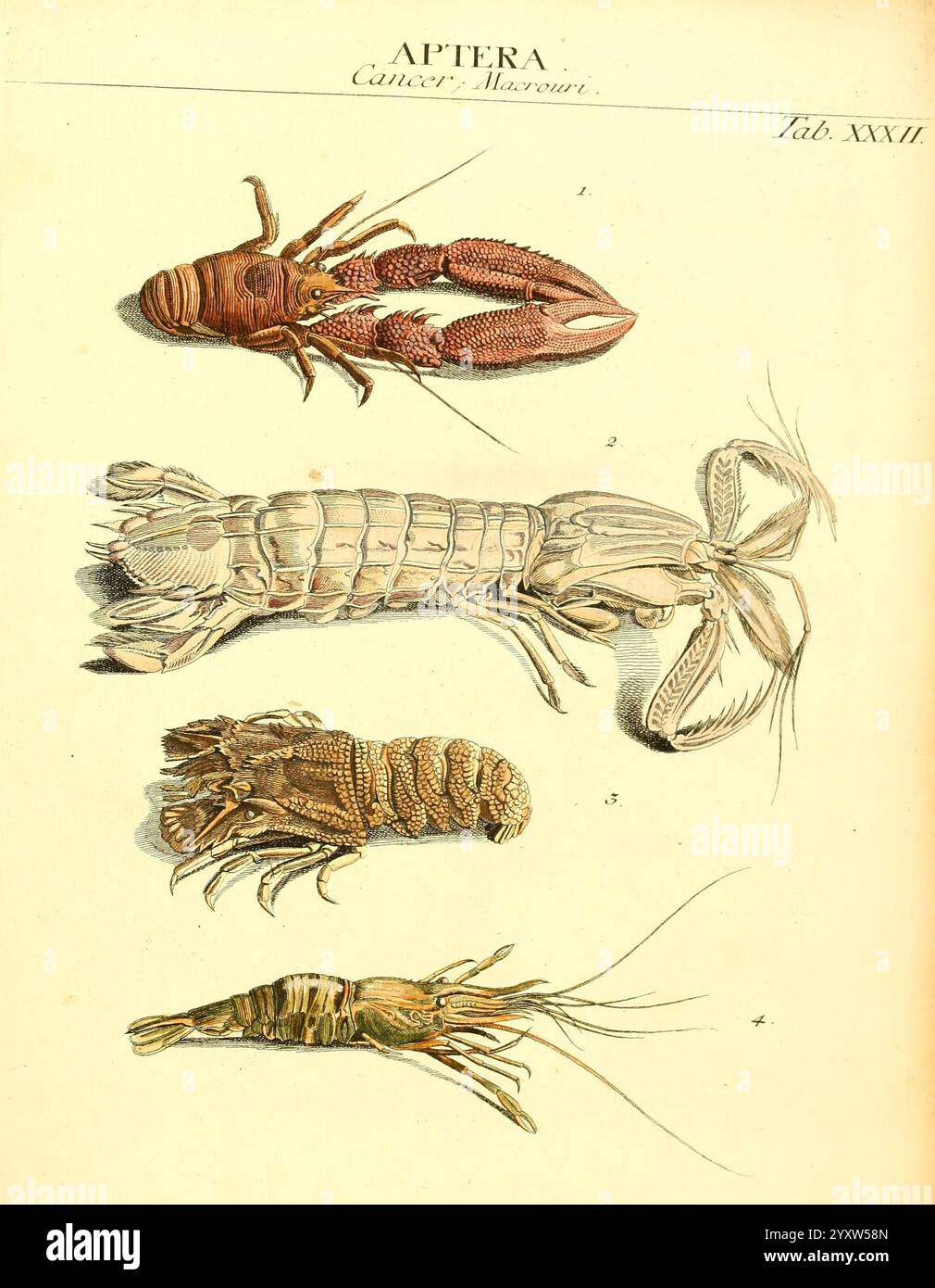 Left specimen features hi-res stock photography and images - Alamy