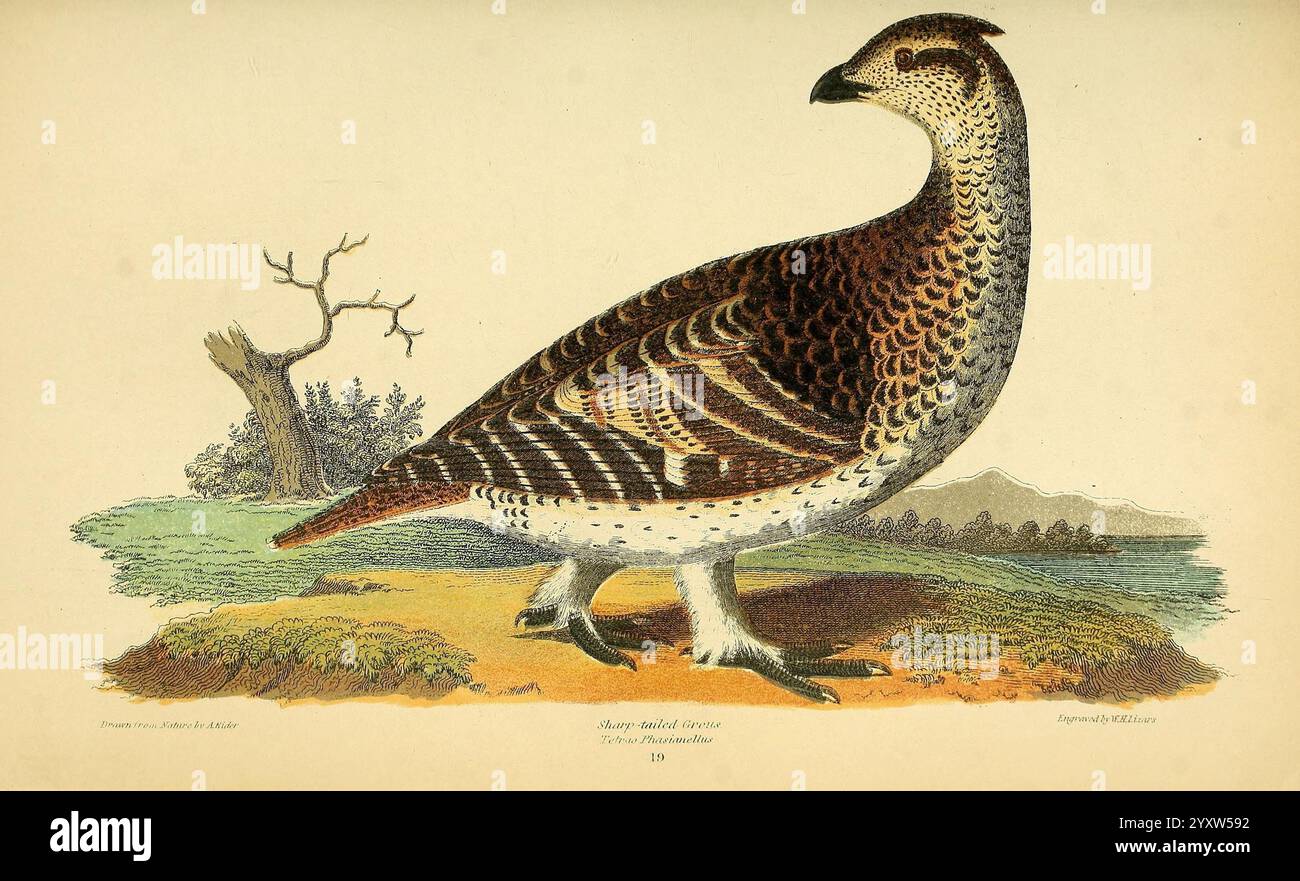 Featuring distinct plumage patterns hi-res stock photography and images ...
